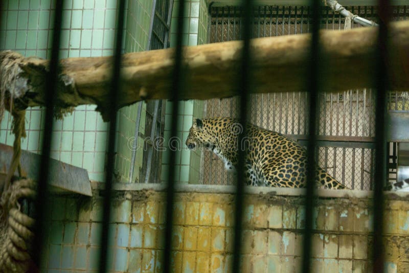 Leopards in the Cage Ready for a Fight Stock Photo - Image of insect ...