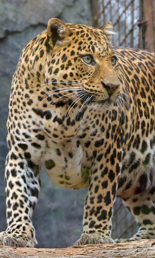 Leopard in a cage. stock image. Image of hunter, captivity - 68807439