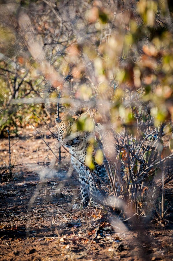 Leopard Camoflaged Behind Tree Stock Photos - Free & Royalty-Free Stock ...