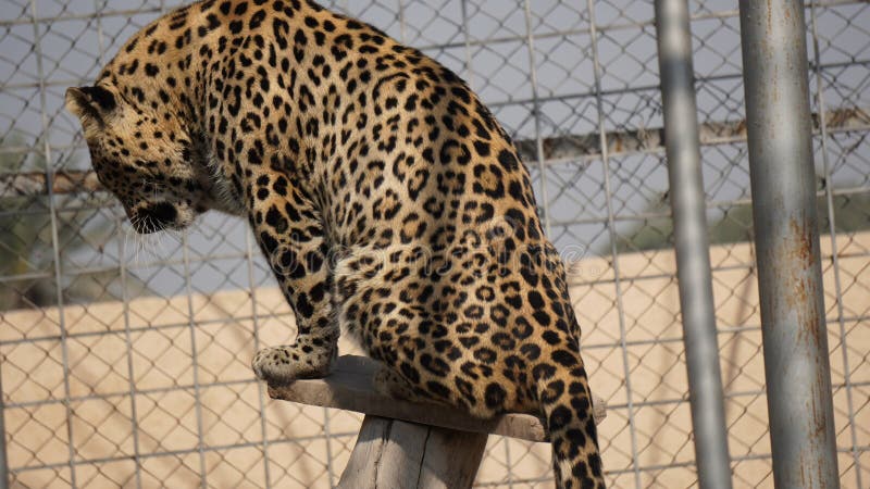 Leopard in Captivity Resting on a Wooden Platform Stock Photo - Image ...