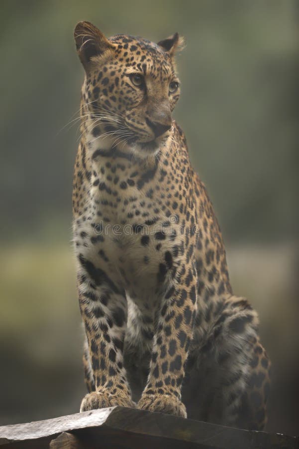 A Leopard is Captured Sitting on a Ledge Stock Photo - Image of animals ...