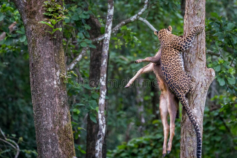 Leopard carrying its prey stock photo. Image of pets - 56868030