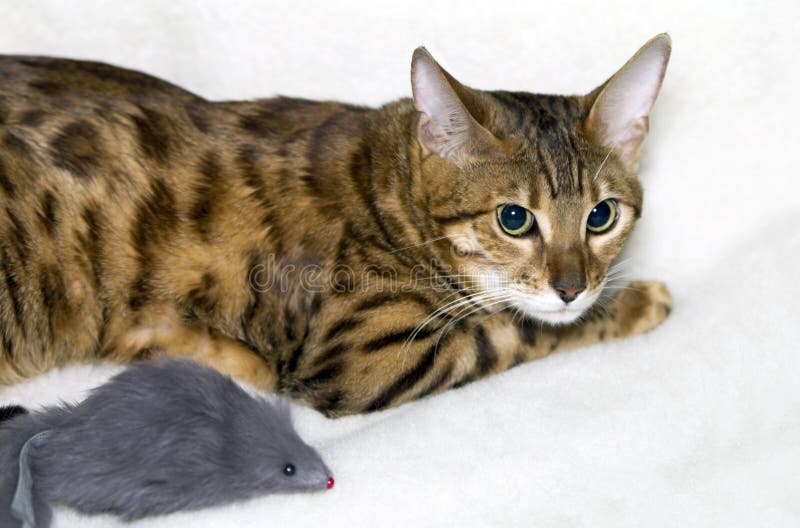 Leopard cat stock image. Image of brown, pets, race, felines - 19283479