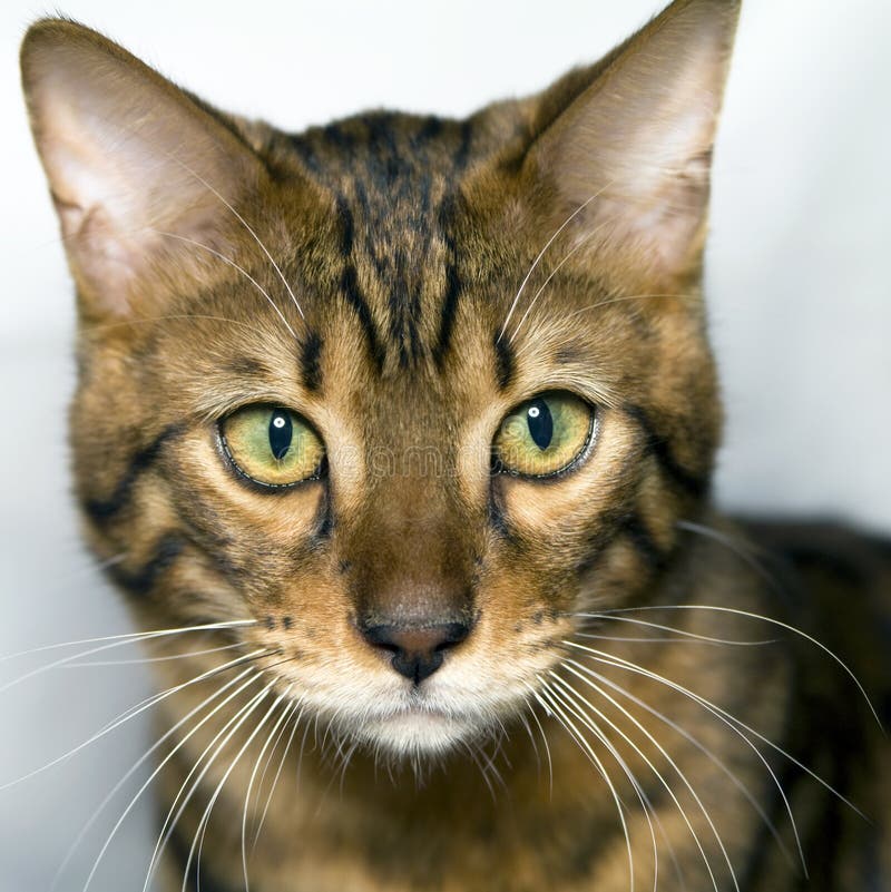 Leopard cat stock image. Image of portrait, pets, black - 19973963