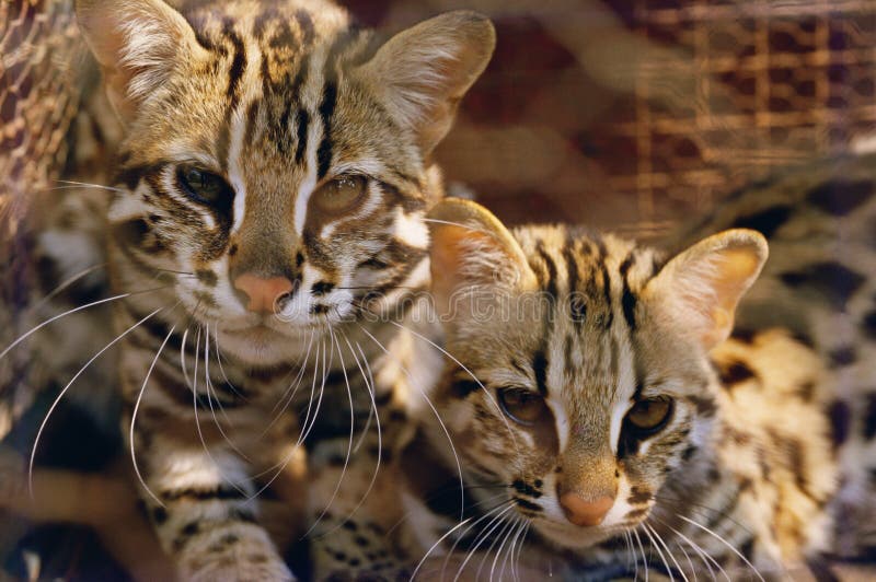 Indian Leopard Cat Felis Bengalensis India Stock Image - Image of white ...