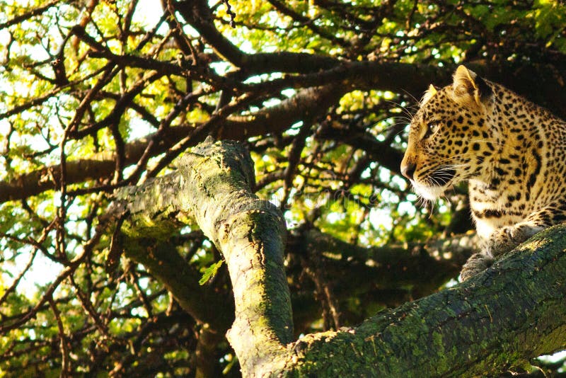 Leopard stock photo. Image of sunlight, predator, jaguar - 52834274