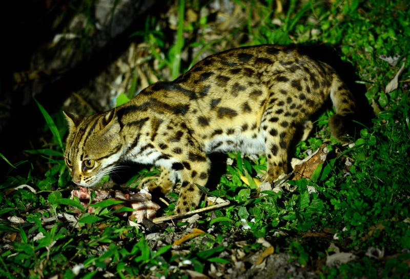 Sunda Leopard Cat Prionailurus Javanensis in the Borneo Jungle of ...