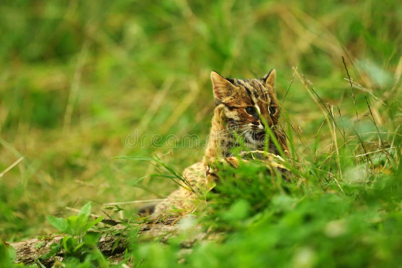 The Leopard Cat PRIONAILURUS BENGALENSIS EUPTILURUS is a Small Cat ...