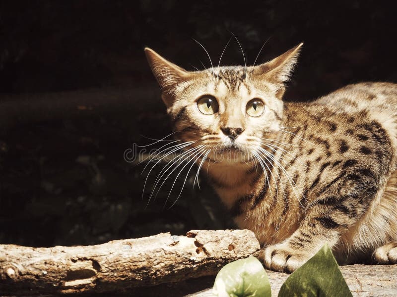 Leopard cat on tree stock image. Image of jungle, leopardcat - 308300065