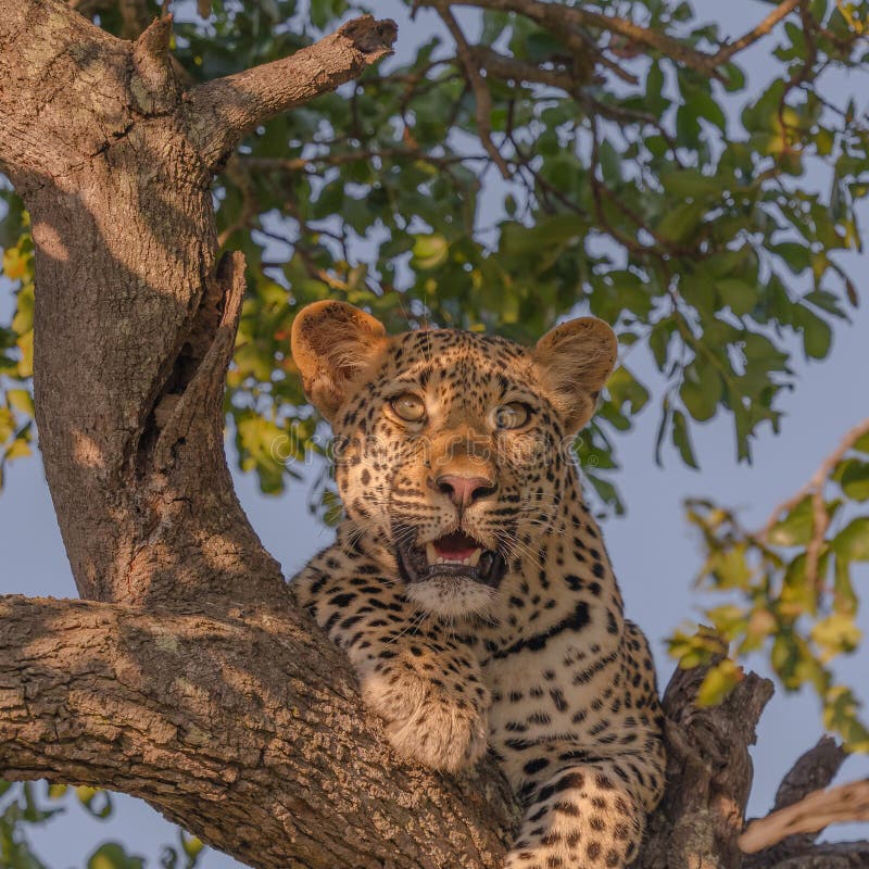 Leopard Catching Early Morning Sun Stock Image - Image of felino, danger: 392120981