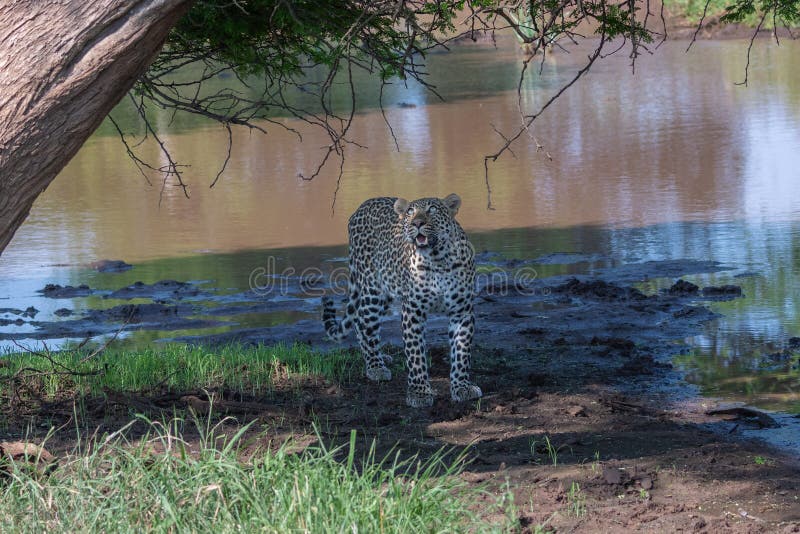 Leopard Caught in the Spot Light Stock Image - Image of springing ...