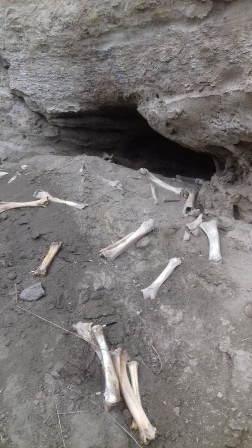 Leopard Cave Bones Kashmir Nationalpark Stock Image - Image of leopard ...