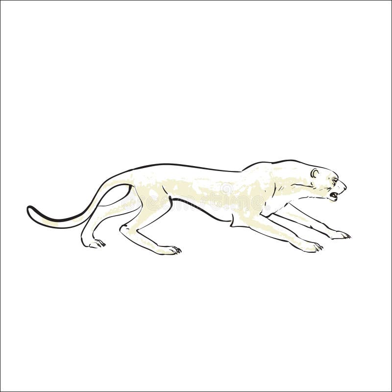 Cheetah Hides Stock Illustrations – 7 Cheetah Hides Stock Illustrations ...