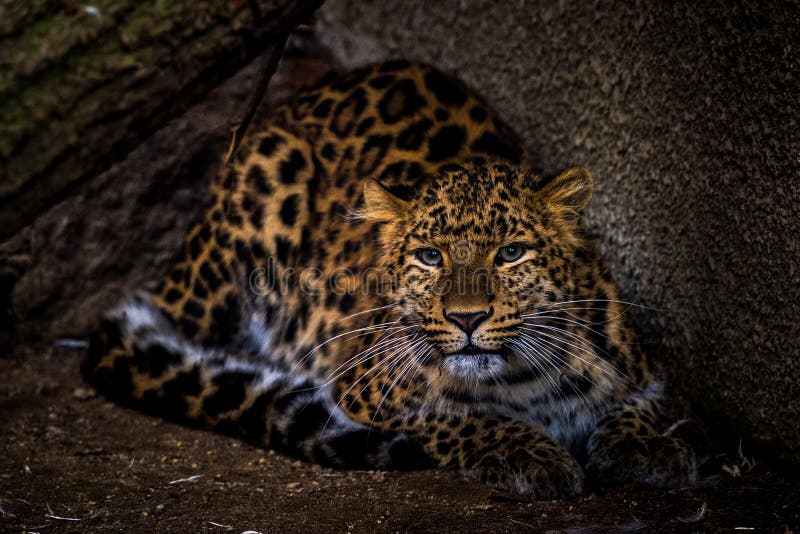 Leopard Chinese Portrait from Nature Stock Image - Image of carnivore ...