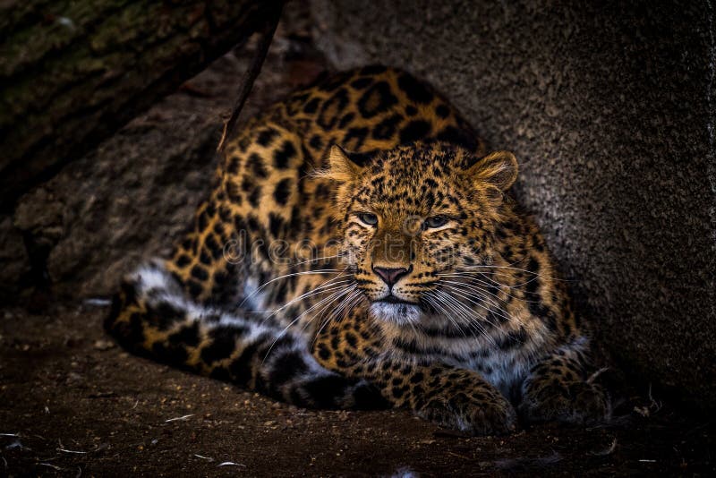 Leopard Chinese Portrait from Nature Stock Image - Image of fauna ...