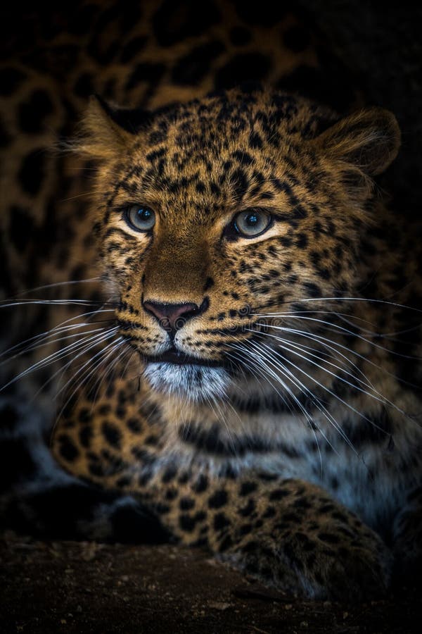 Leopard Chinese Portrait from Nature Stock Photo - Image of reserve ...