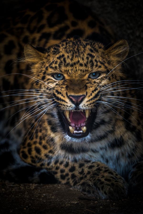 Leopard Chinese Portrait from Nature Stock Image - Image of threatened ...
