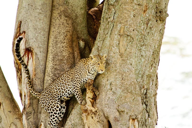 Leopard climbing down tree stock image. Image of yellow - 30877167