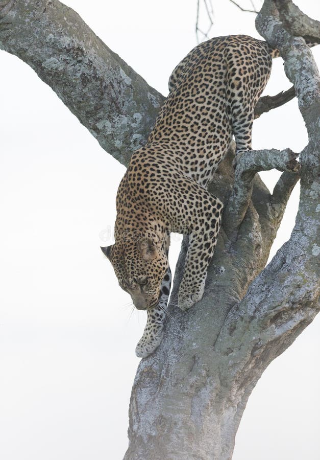 Leopard Climbing Down Tree in the Kalahari Stock Image - Image of ...