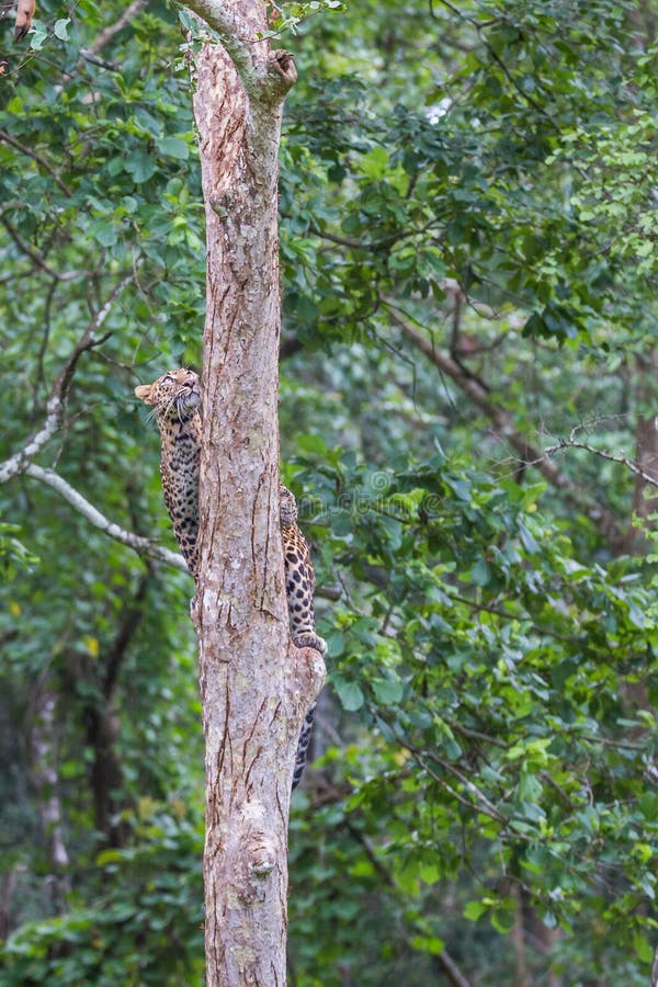 Leopard climbing a tree stock photo. Image of india, front - 56866682
