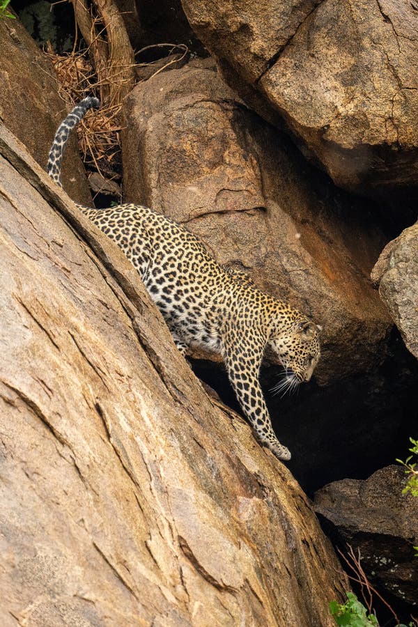 Leopard Climbs Down Steep Rock Lifting Paw Stock Photo - Image of drive ...