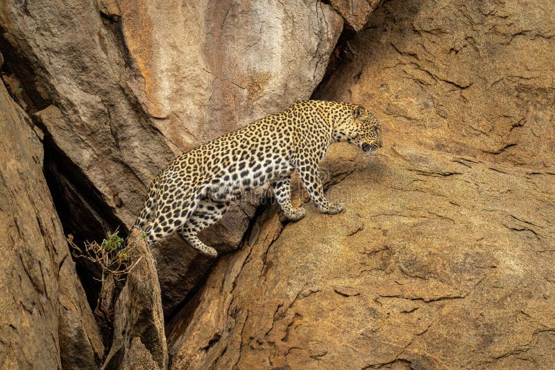 Leopard Climbs Out of Cave Lifting Paw Stock Image - Image of grass ...