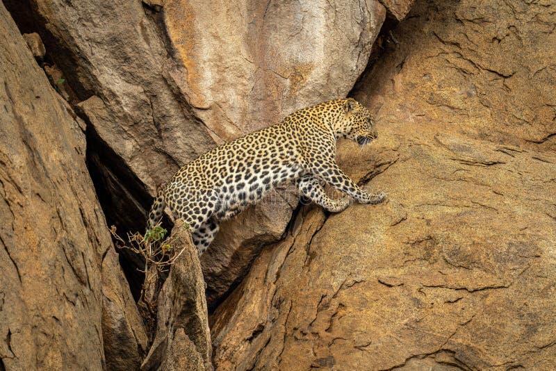 255 Leopard Cave Stock Photos - Free & Royalty-Free Stock Photos from ...