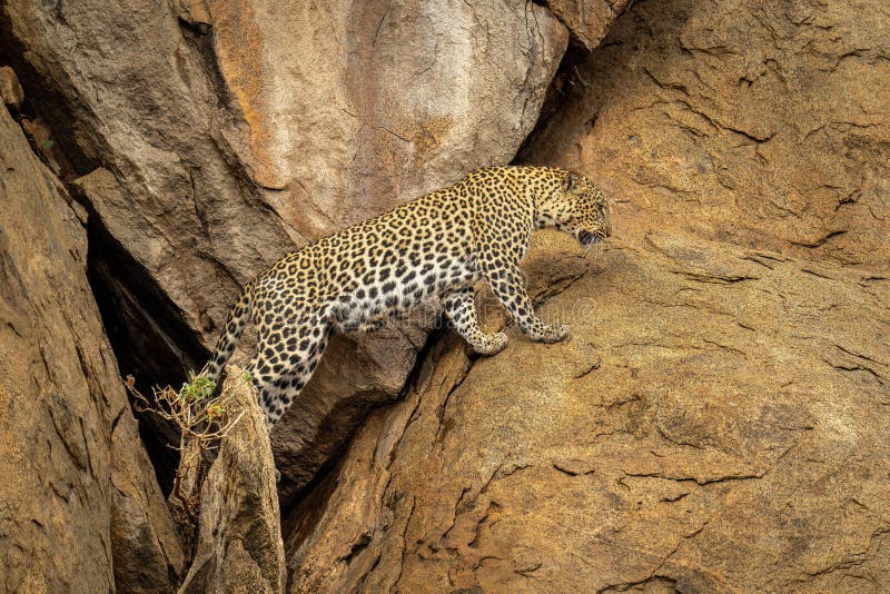 255 Leopard Cave Stock Photos - Free & Royalty-Free Stock Photos from ...