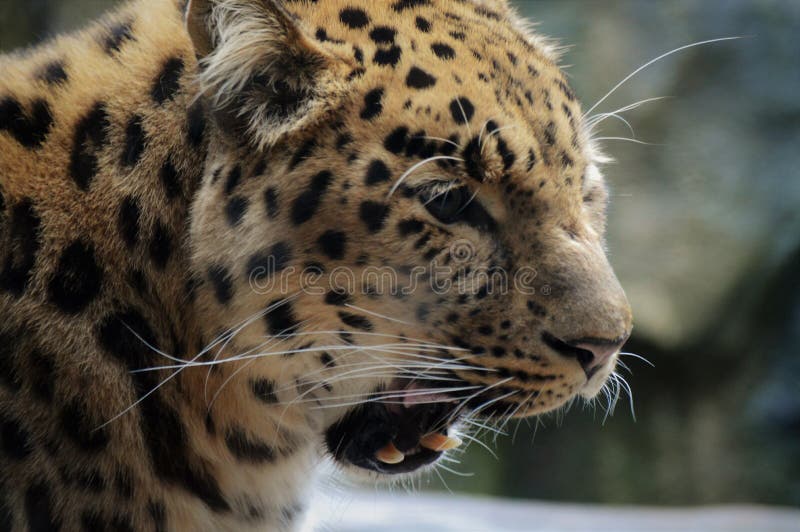 Leopard stock photo. Image of calm, leopard, life, looking - 81933290
