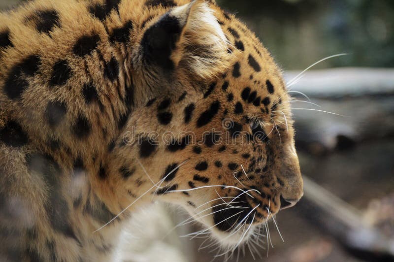 Leopard stock photo. Image of natural, face, calm, adventure - 81939686