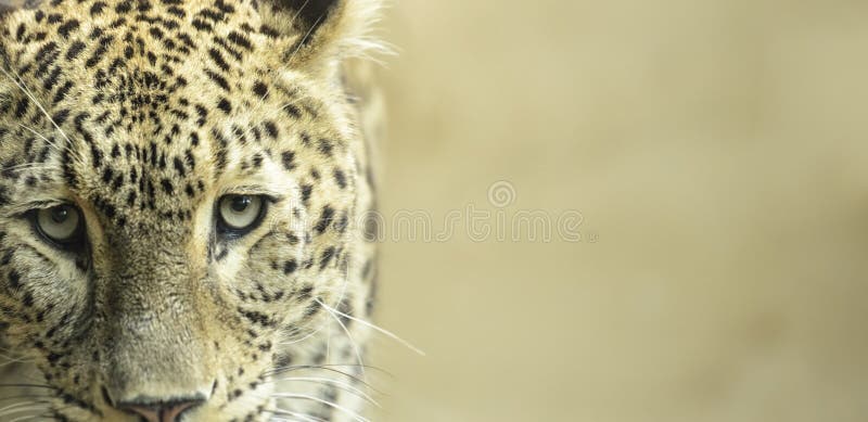 Sad leopard stock photo. Image of pardus, hunter, nocturnal - 14009976
