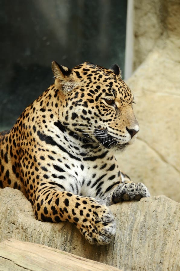 Leopard stock image. Image of park, spot, attentive, portrait - 31160003