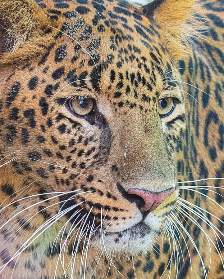 Leopard a close up stock photo. Image of closeup, tiger - 273463140