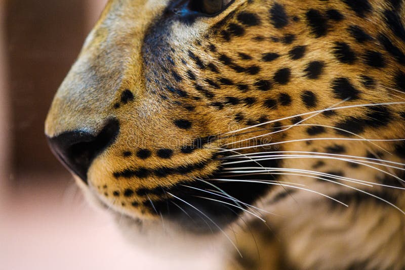 Leopard Close Up Sleeping on a Platform in Tree Stock Photo - Image of ...