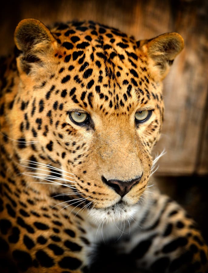 Portrait of a leopard stock image. Image of coddiwomple - 255579397
