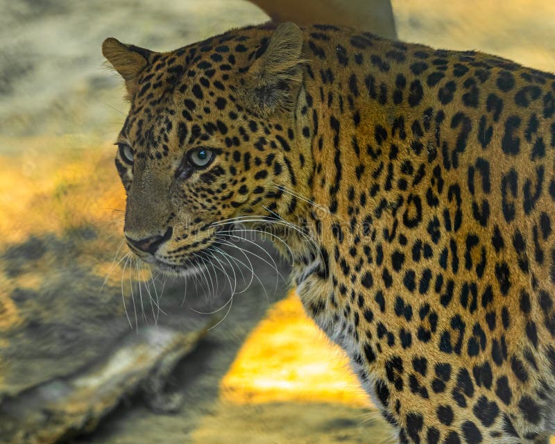 A leopard in close up shot stock image. Image of looking - 261899151