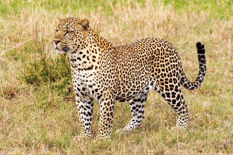 Leopard close-up side view stock image. Image of close - 48100677