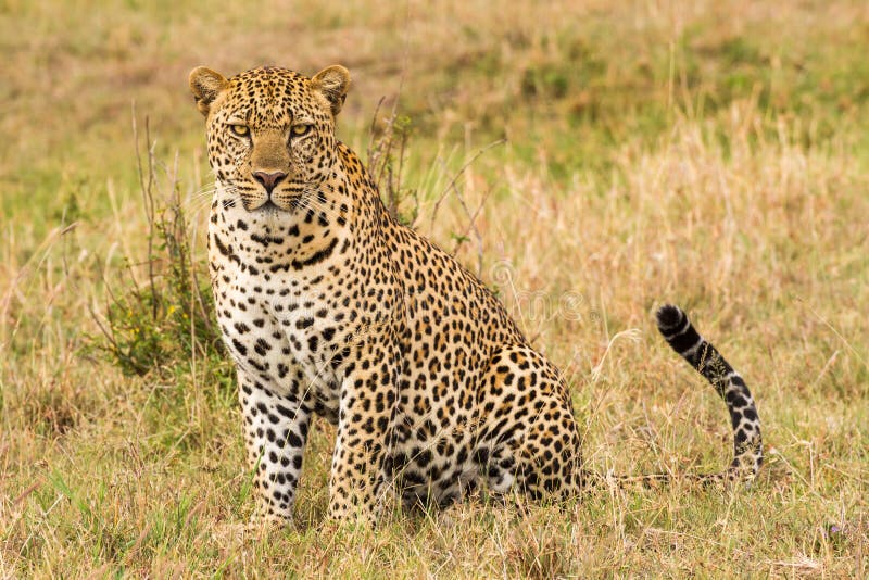 Leopard close-up side view stock image. Image of wild - 48100713