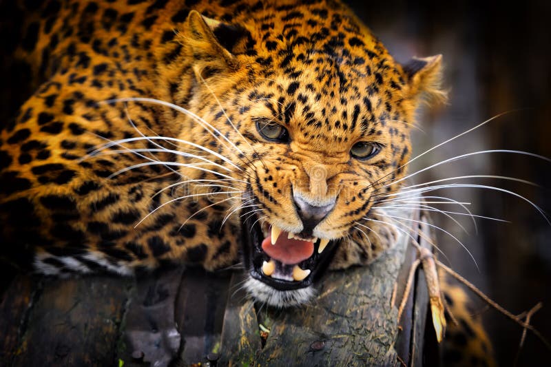 2,429 Angry Leopard Photos - Free & Royalty-Free Stock Photos from ...