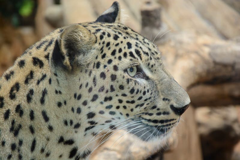 Leopard Closeup stock image. Image of animal, leopard - 1523701