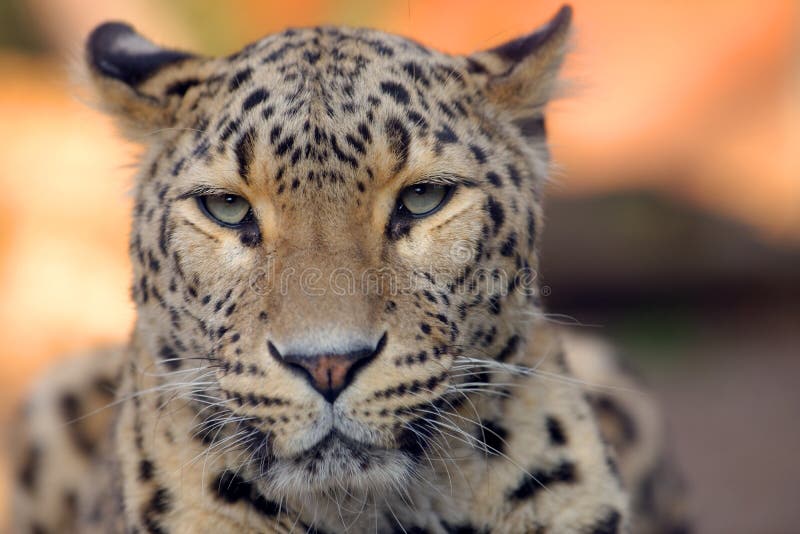 Leopard Closeup Photo Outdoors Stock Photo - Image of jaguar, beauty ...