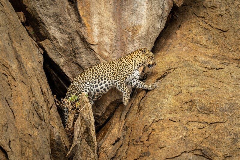 Leopard Comes Out of Cave in Cliff Stock Photo - Image of mammal ...