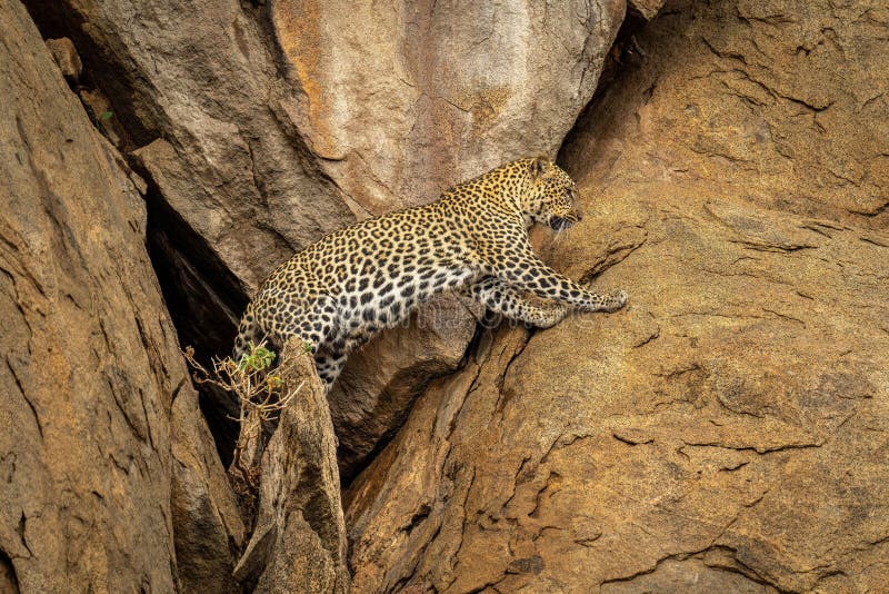 255 Leopard Cave Stock Photos - Free & Royalty-Free Stock Photos from ...