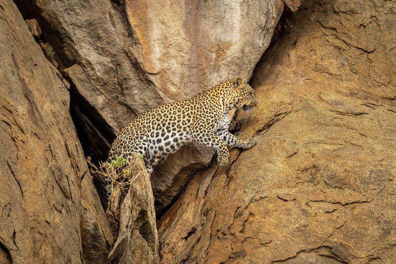 Leopard Comes Out of Cave in Rockface Stock Photo - Image of pardus ...