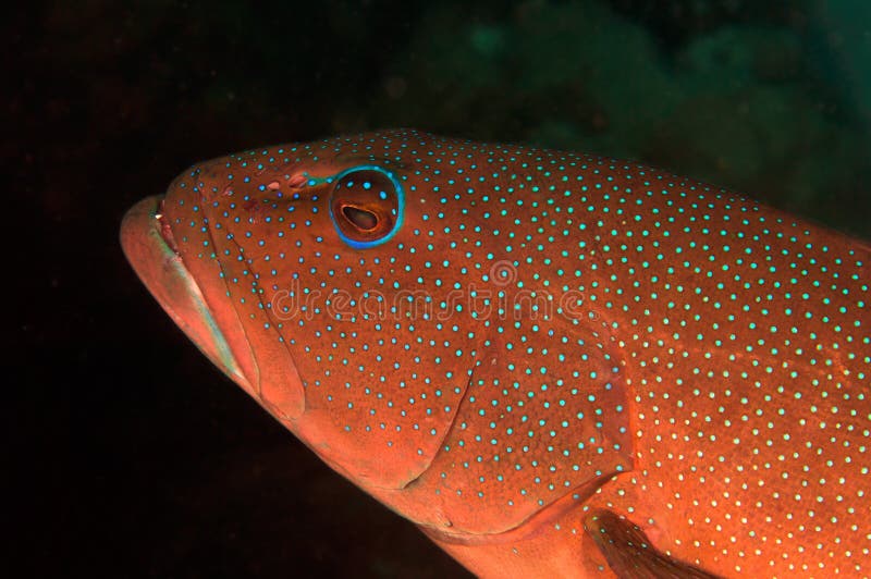 Leopard Coral Grouper stock image. Image of marine, pacific - 15552735
