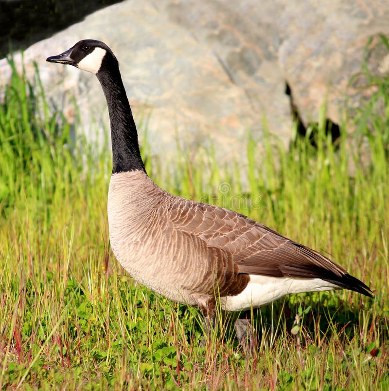 Leopard Cory Corydoras Trilineatus Catfish Stock Image - Image of ...