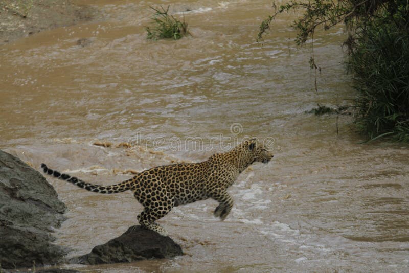 124 Leopard Cross Stock Photos - Free & Royalty-Free Stock Photos from ...