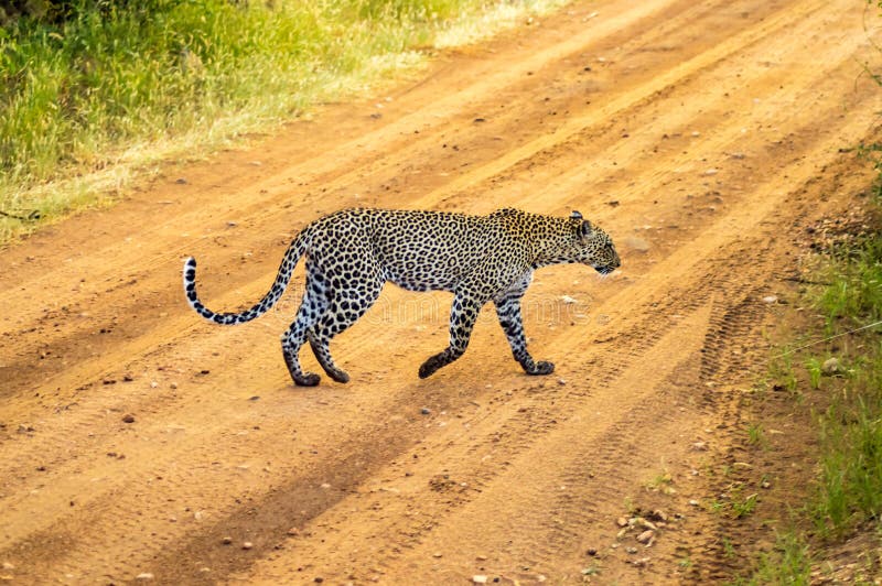 A Leopard Crossing the Trail in Samburu Park Stock Image - Image of ...