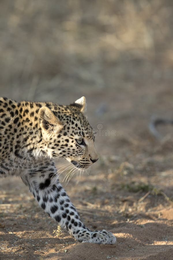 A leopard cub stock image. Image of hunting, khomas - 145525417