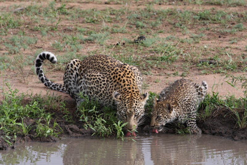 Leopard and cub stock image. Image of south, drinking - 15813519